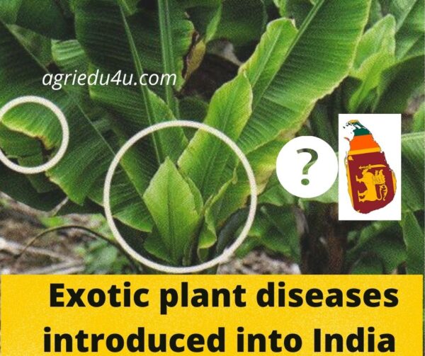 Exotic plant diseases introduced in India | Agriedu4u
