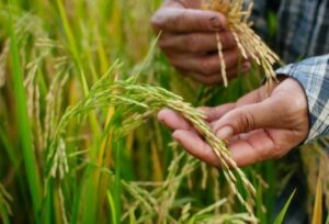 Major pest of rice and their management new | Agriedu4u
