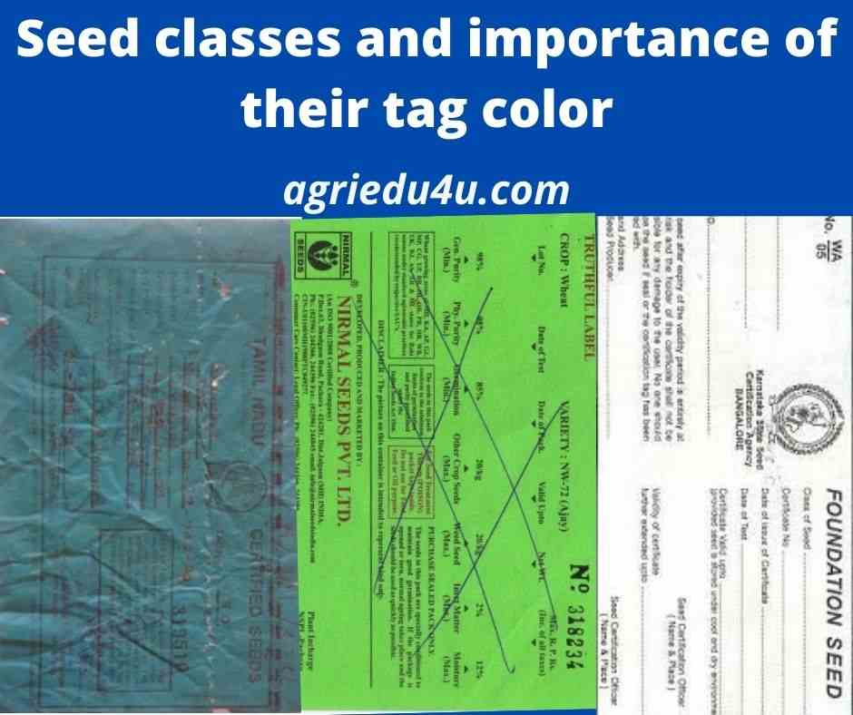 Seed Classes And Importance Of Their Tags New 2023
