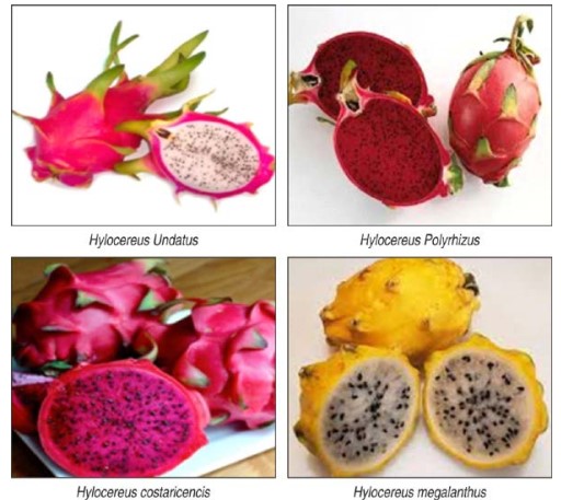 Dragon fruit benefits | from type 2 diabetes to Skin cheat sheet
