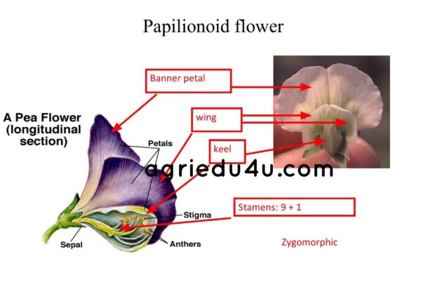 Mechanisms promoting self pollination in plants | Agriedu4u